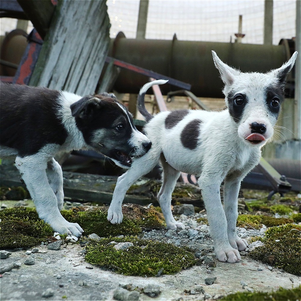 What We Know About The Animals Evolving At Chernobyl | Flipboard